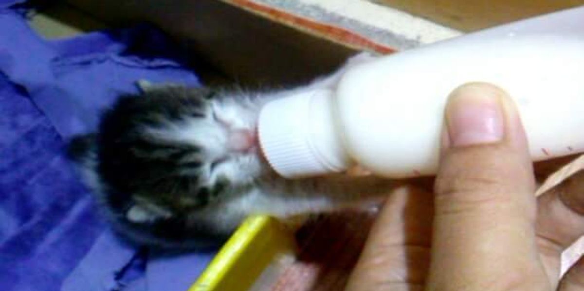 Orphaned Baby So Small When Rescued, But Her Strong Will Keeps Her ...