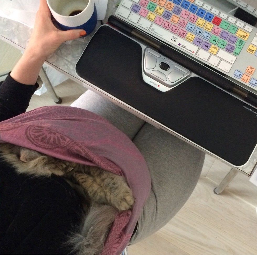 10+ Office Kitties Take on Various Responsibilities for Their Humans ...