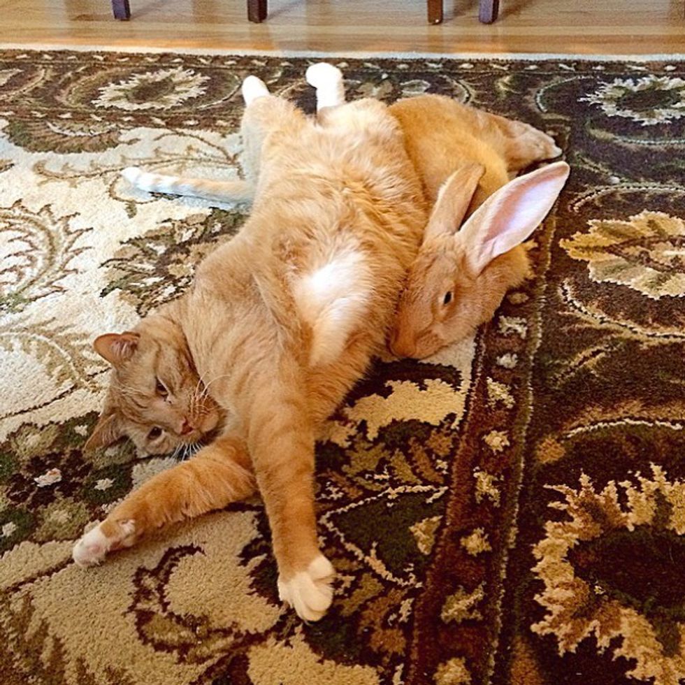 Family Gives Their Ginger Cat an Unlikely Friend and They Form an ...