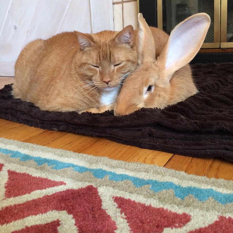 Family Gives Their Ginger Cat an Unlikely Friend and They Form an ...