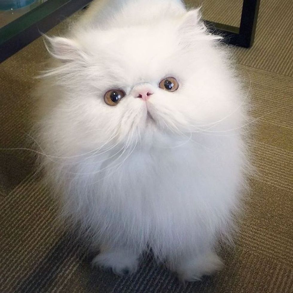 The Happiness When This Rescue Persian Has a Good Home for the First ...