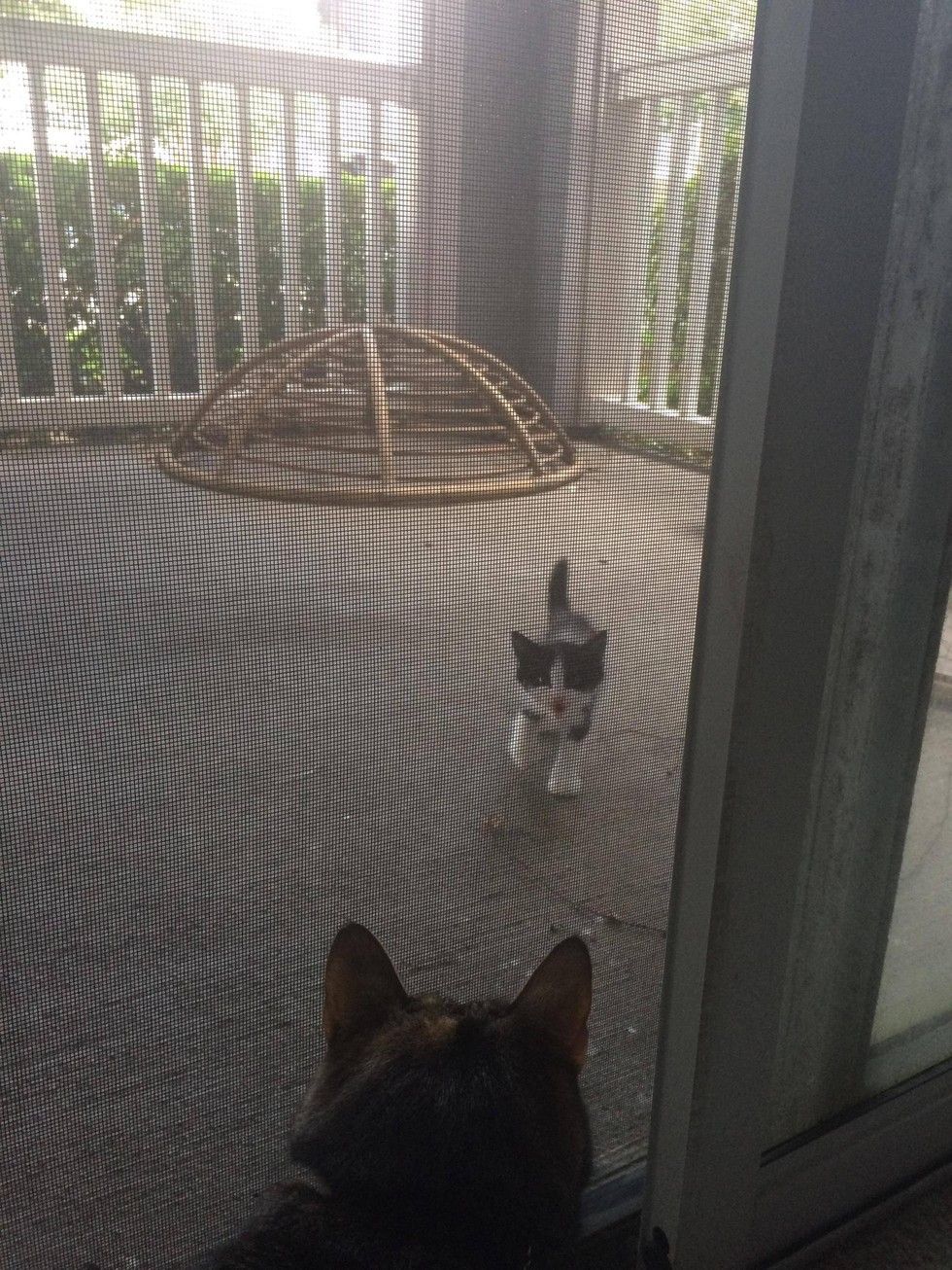 Stray Kitten Walks into Woman’s Life When She Needs Him the Most - Love ...