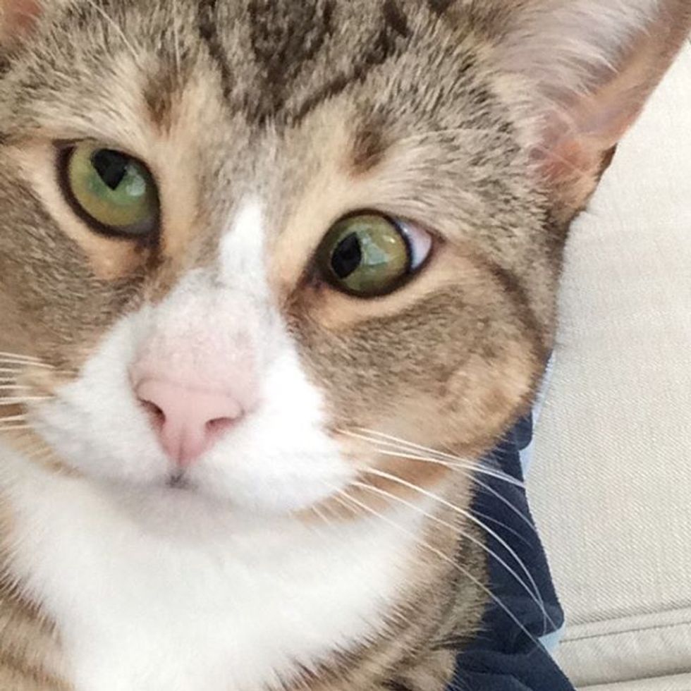 Cat with Googly Eyes from Rescue to Living the High Life - Love Meow