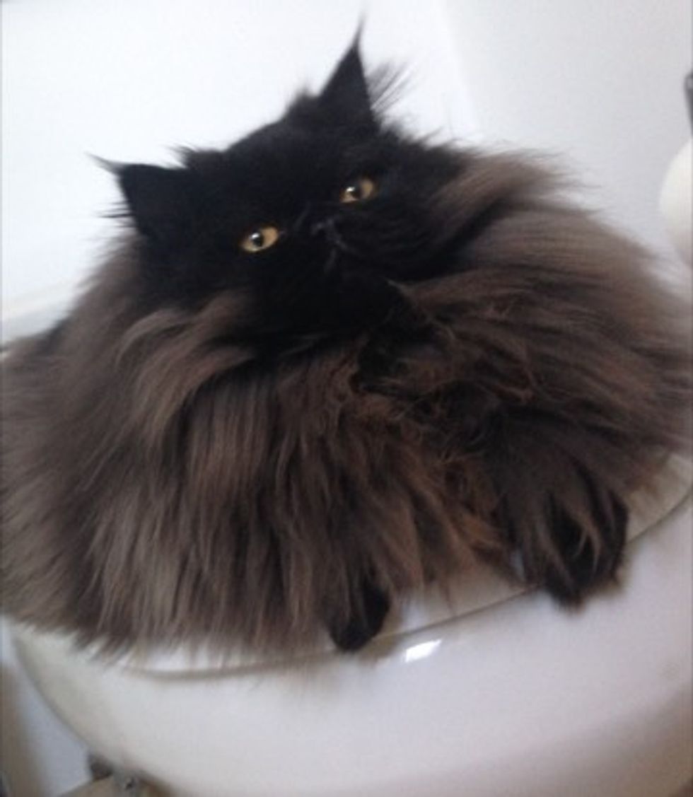 Tiny Runt Blossoms into Magnificently Floofy Cat - Love Meow
