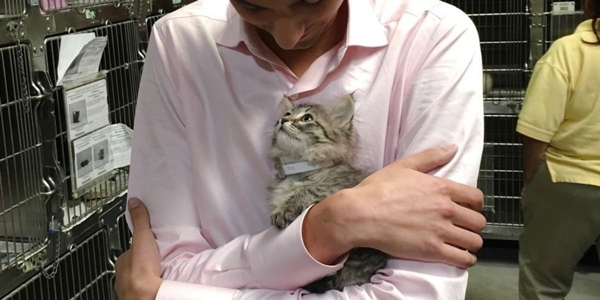Shelter Kitten Chooses Man to Be Her Forever Human - Love Meow