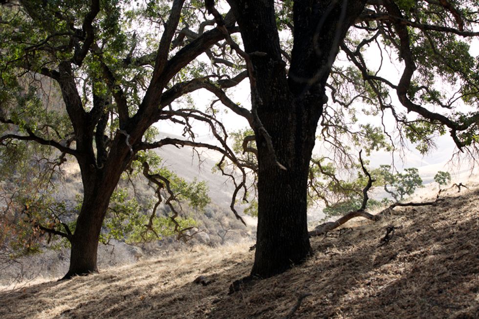 Explore Ancient Art and Endangered Species at Mt. Diablo's Vasco Caves ...
