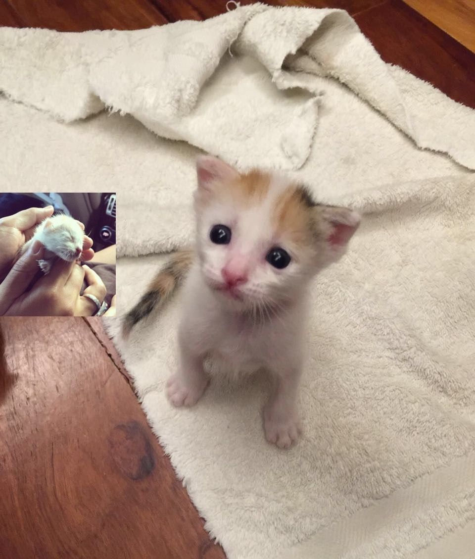 Newborn Kitten Found in Parking Lot Purrs in Her Rescuer's Arms - Love Meow