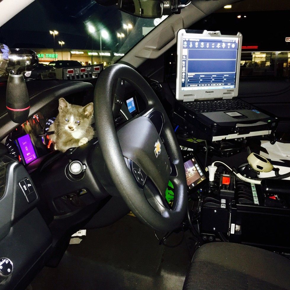 Deputy Saves Furry Stowaway, who Traveled 130 Miles in Family's Car ...