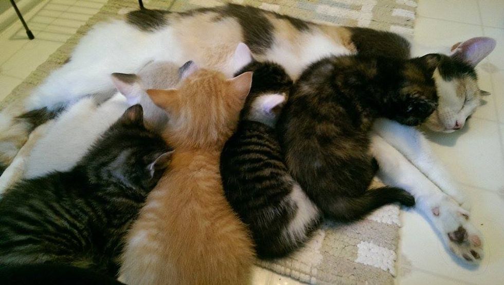 Family Won the Heart of a Stray, the Cat Brought Them 5 Tiny Surprises ...