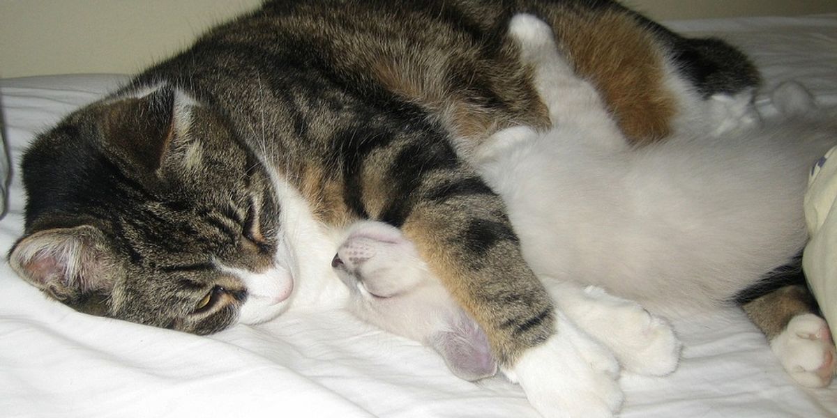 Kitten Left Behind by His Cat Mom, Found a New Cat Dad - Love Meow