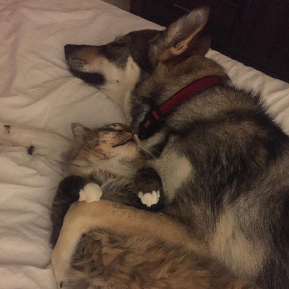 Dog Took Cat Out of Shelter and Becomes His Bodyguard for Life - Love Meow