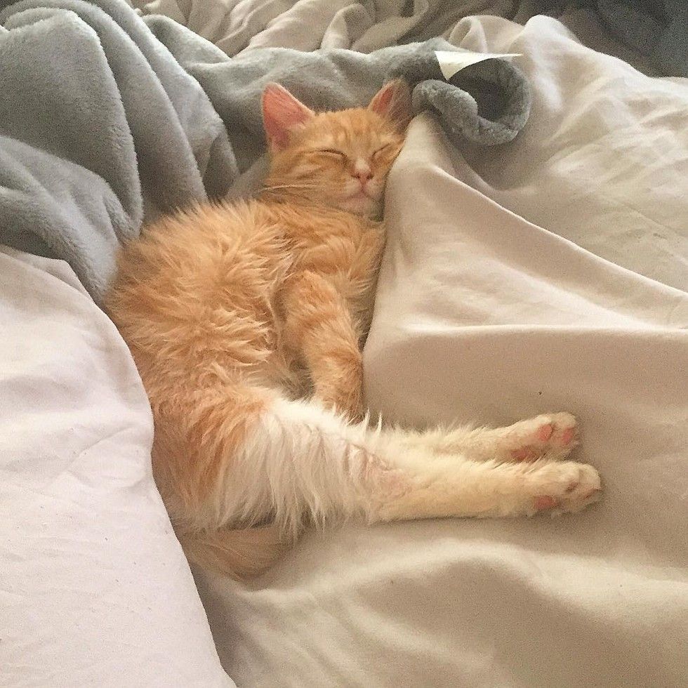 They Help Scraggly Kitten Regain Her Original Fluff - Love Meow