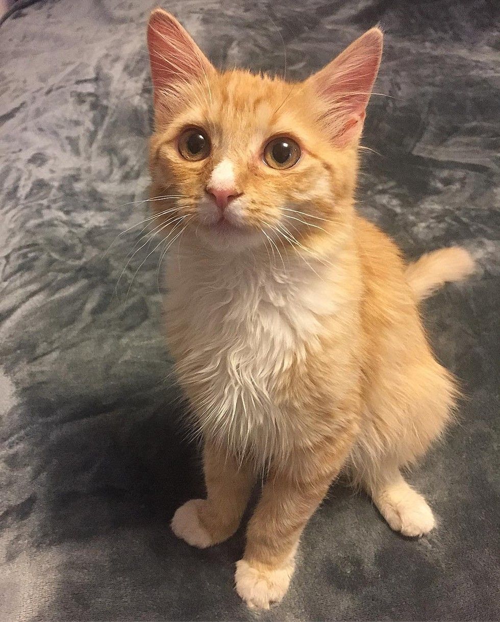 They Help Scraggly Kitten Regain Her Original Fluff - Love Meow
