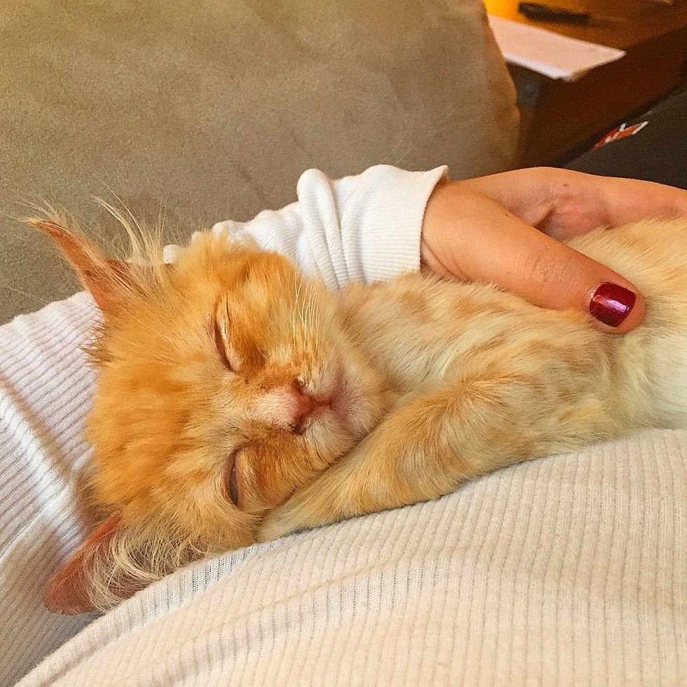 They Help Scraggly Kitten Regain Her Original Fluff - Love Meow