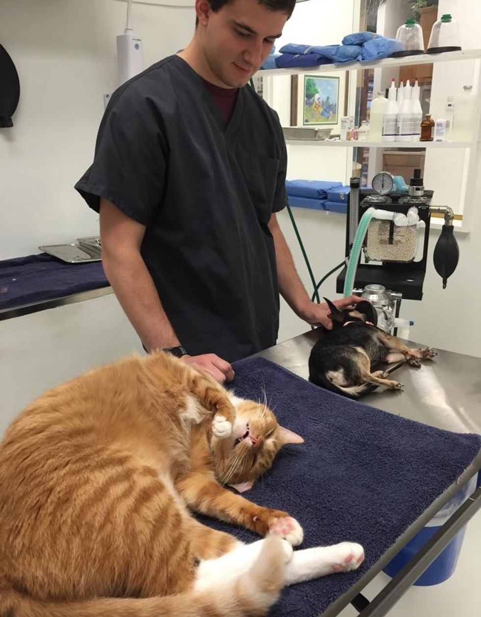 3 Stray Brothers Make Vet Clinic Their Home and Start Caring for ...