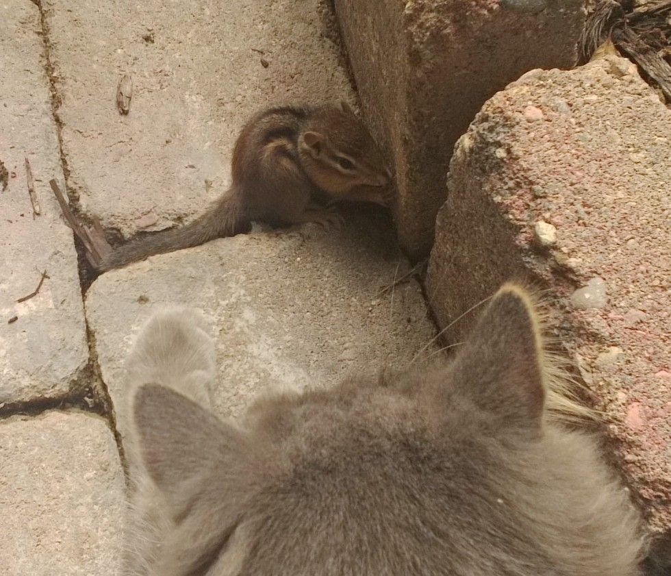 Cat Makes Friends with a Chipmunk in These Cute Photos - Love Meow