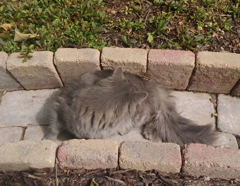Cat Makes Friends with a Chipmunk in These Cute Photos - Love Meow