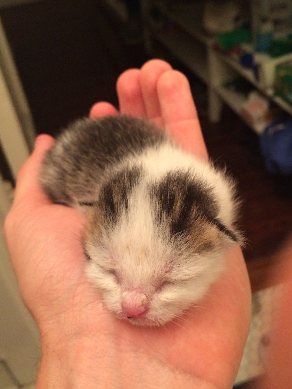 They Never Gave Up on This Tiny Kitten, Now a Year Later.. - Love Meow