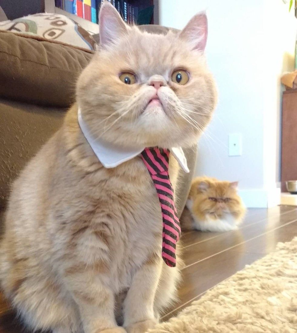 Cat Lost His Snaggletooth, but Didn't Lose His Good Looks - Love Meow