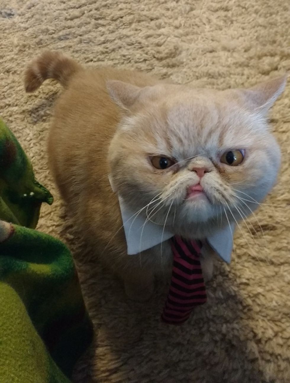 Cat Lost His Snaggletooth, but Didn't Lose His Good Looks - Love Meow