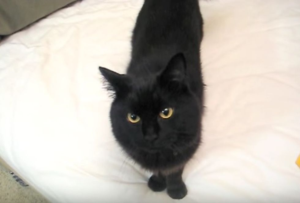 Talking Cat Greeting His Human Dad When He Gets Home - Love Meow