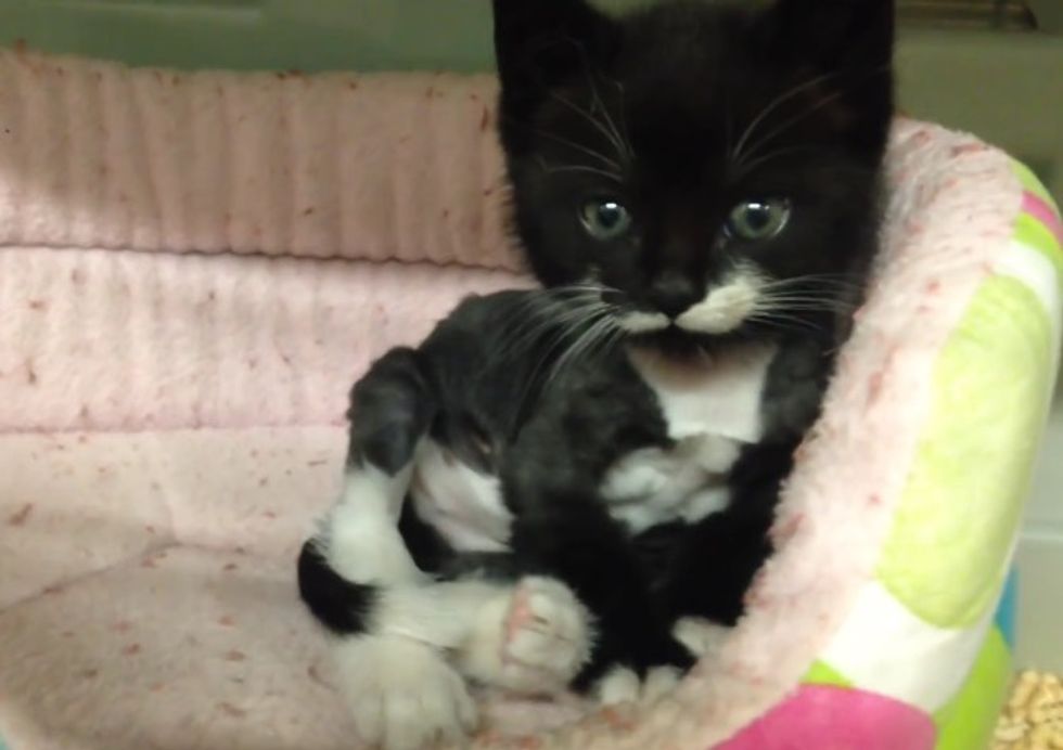 Kitten Rescued from Under a Car Has the Loudest Pipes - Love Meow