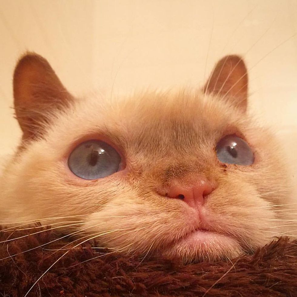Couple Found 3-legged Cat on Trail and Brought Him Back to Life - Love Meow