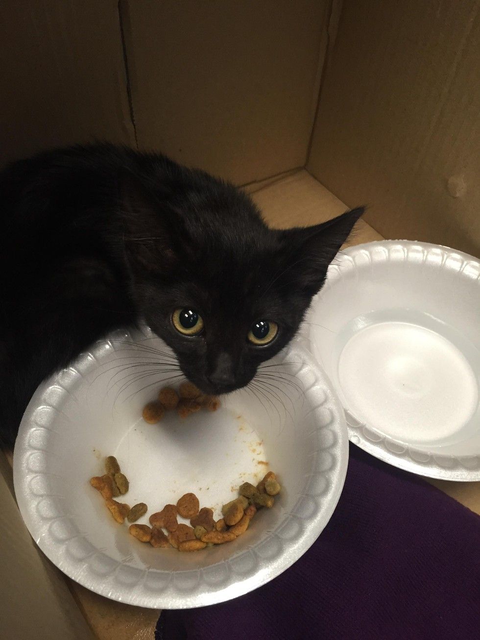Scaredy Kitten Feels Love, What a Difference After Just a Few Pets ...