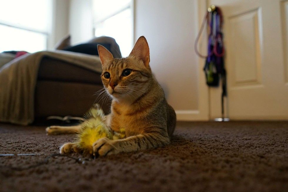 Cat Comes Running Every Time Her Human Sings. It Reminds Her of Her Mom ...