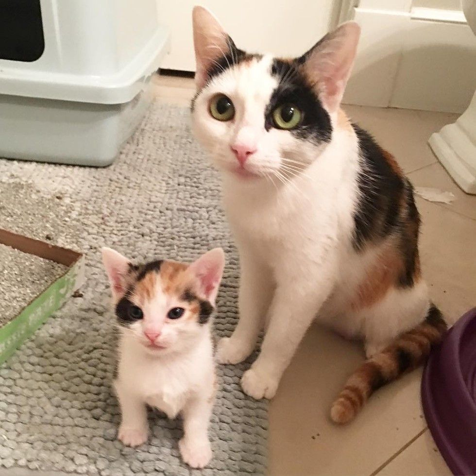 Stray Calico Mama Saved Along with Her 5 Babies, One of Them is 'Mini ...