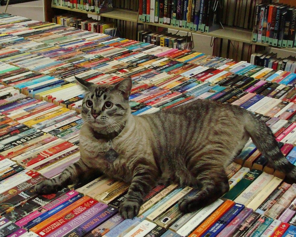 Browser the Library Cat Gets to Stay at the Place He Calls Home - Love Meow