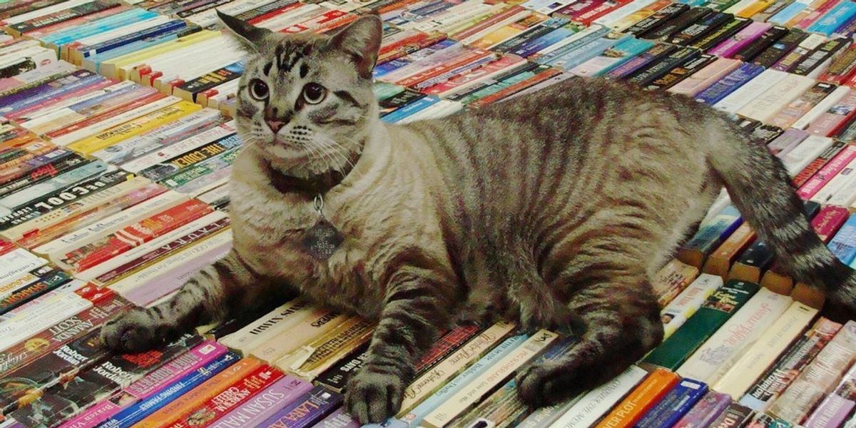 Browser the Library Cat Gets to Stay at the Place He Calls Home - Love Meow
