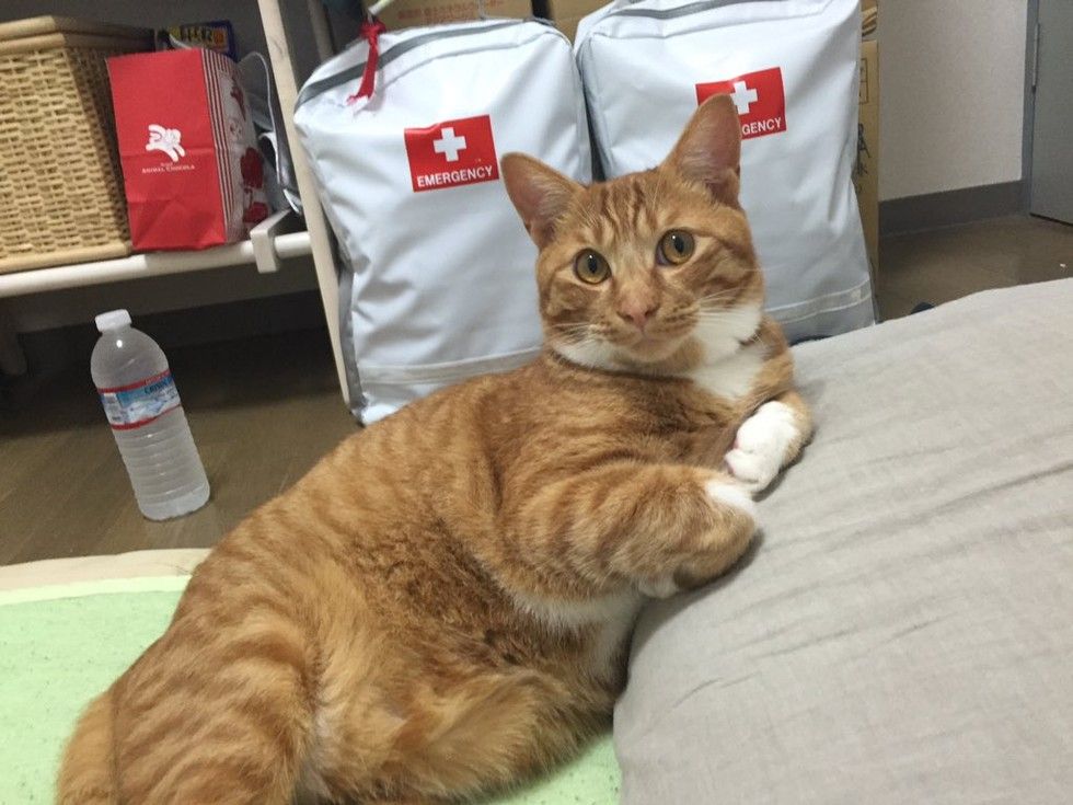 They Document Their Kitten's Growth with Help from Ultraman - Love Meow