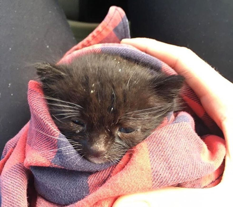 Runty Kitten Chooses His Rescuers to Be His Family for Life - Love Meow