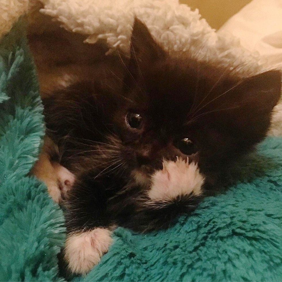 Runty Kitten Chooses His Rescuers to Be His Family for Life - Love Meow