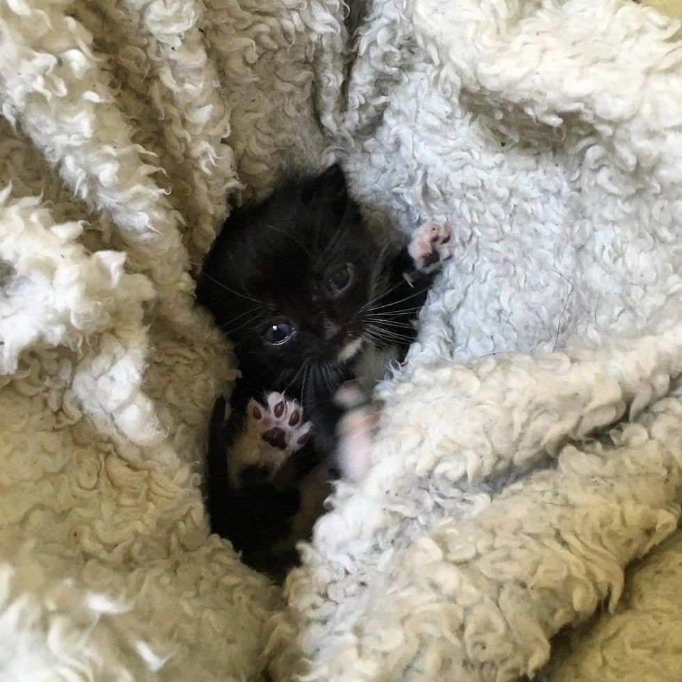 Runty Kitten Chooses His Rescuers to Be His Family for Life - Love Meow