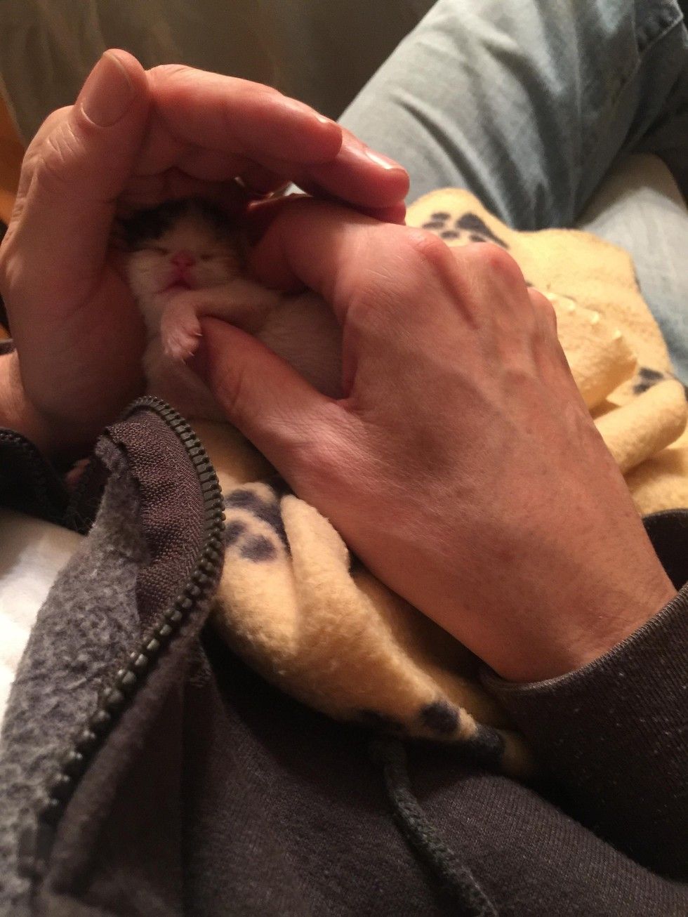 3-day-old Rescue Kitten Determined to Beat the Odds - Love Meow