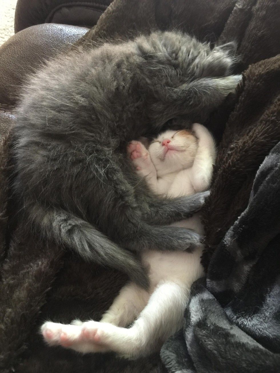 3-day-old Rescue Kitten Determined to Beat the Odds - Love Meow
