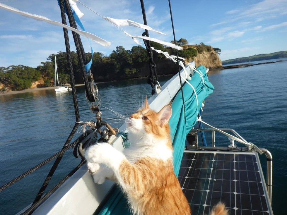 Maine Coon Cat Becomes Deaf Sailor's Ears and Helps Him Navigate at Sea ...