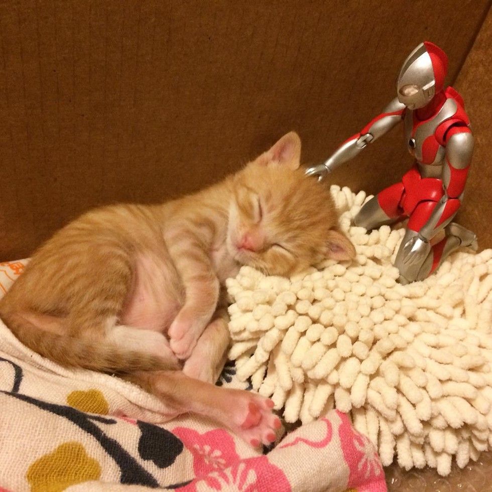 Family Saves 3-day-old Kitten and Gives Him an Unusual Friend to Grow ...