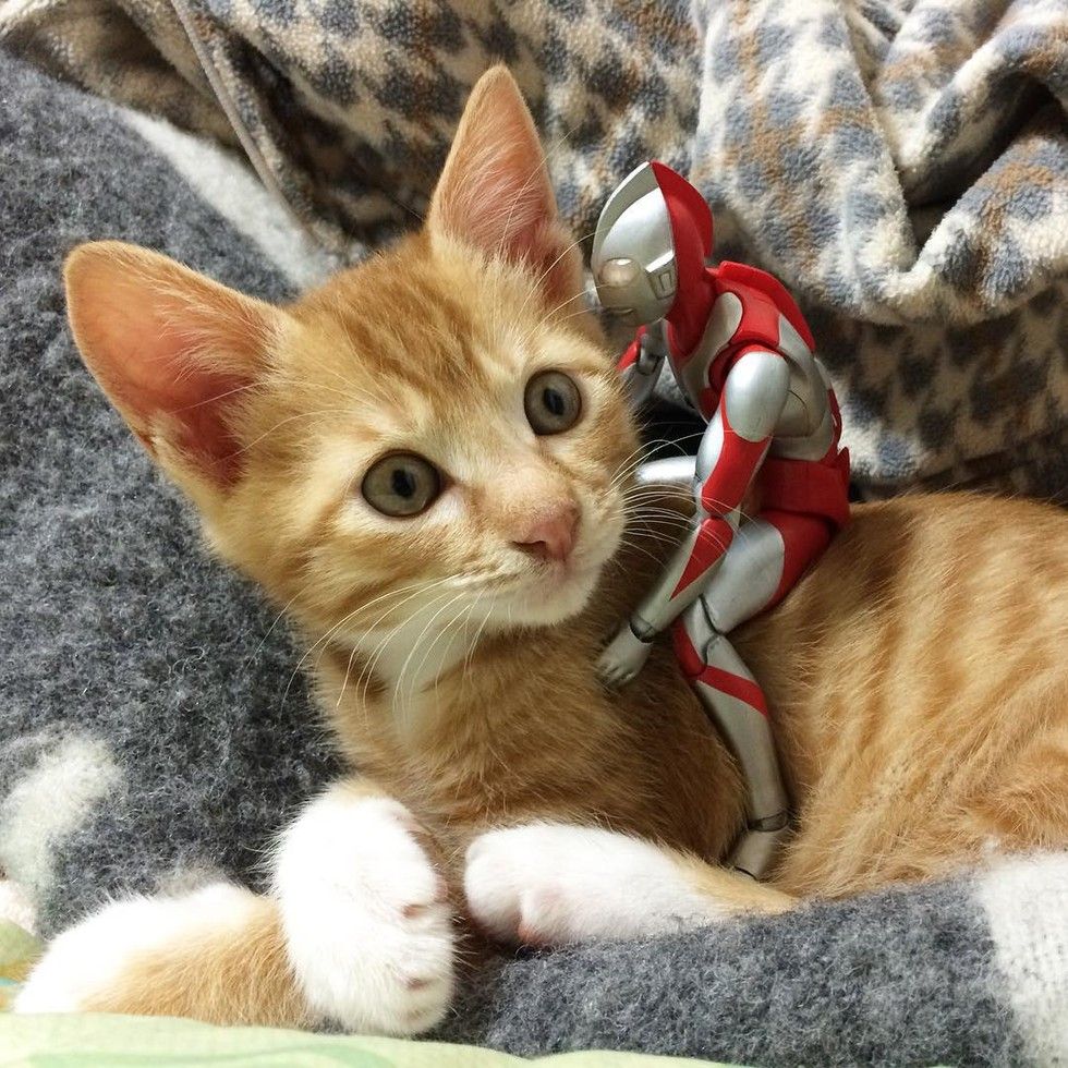 Family Saves 3-day-old Kitten and Gives Him an Unusual Friend to Grow ...