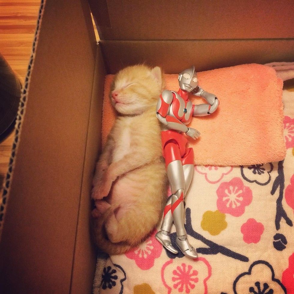 Family Saves 3-day-old Kitten and Gives Him an Unusual Friend to Grow ...