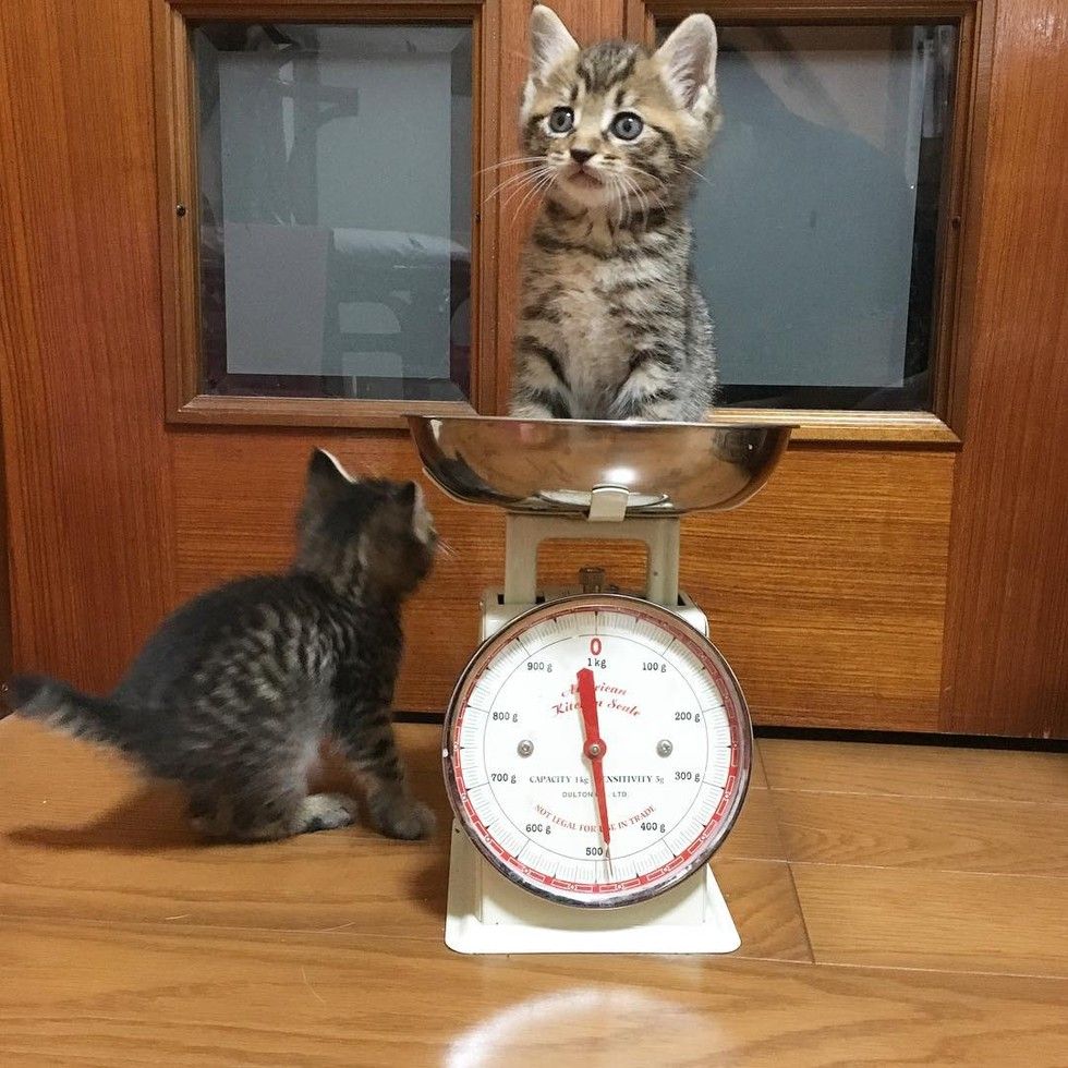 Cat Gives 2 Rescue Kittens Motherly Love They Desperately Needed - Love ...