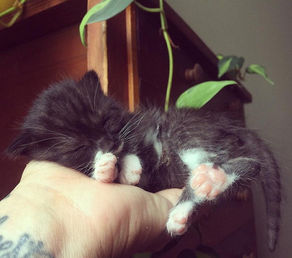 Orphaned Kitten Comes Back Roaring from Near Death - Love Meow