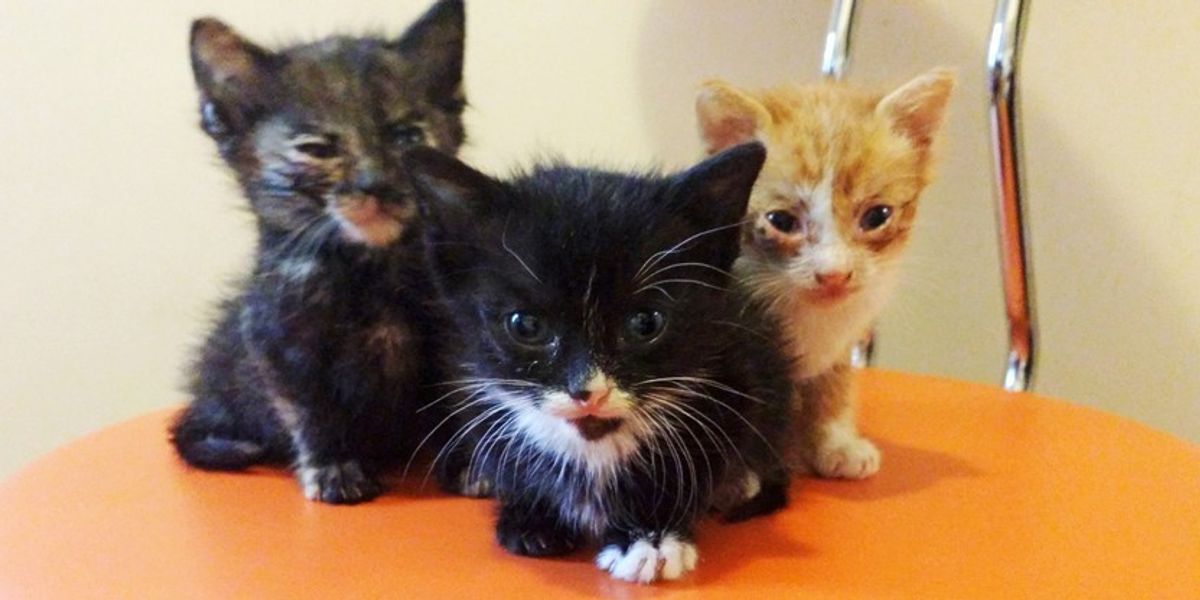 Man Saves 3 Orphaned Kittens from Pouring Rain and Becomes Their Dad ...