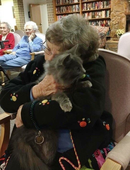 Shelter Brings Senior Cats to Senior Humans So They Can Comfort Each ...