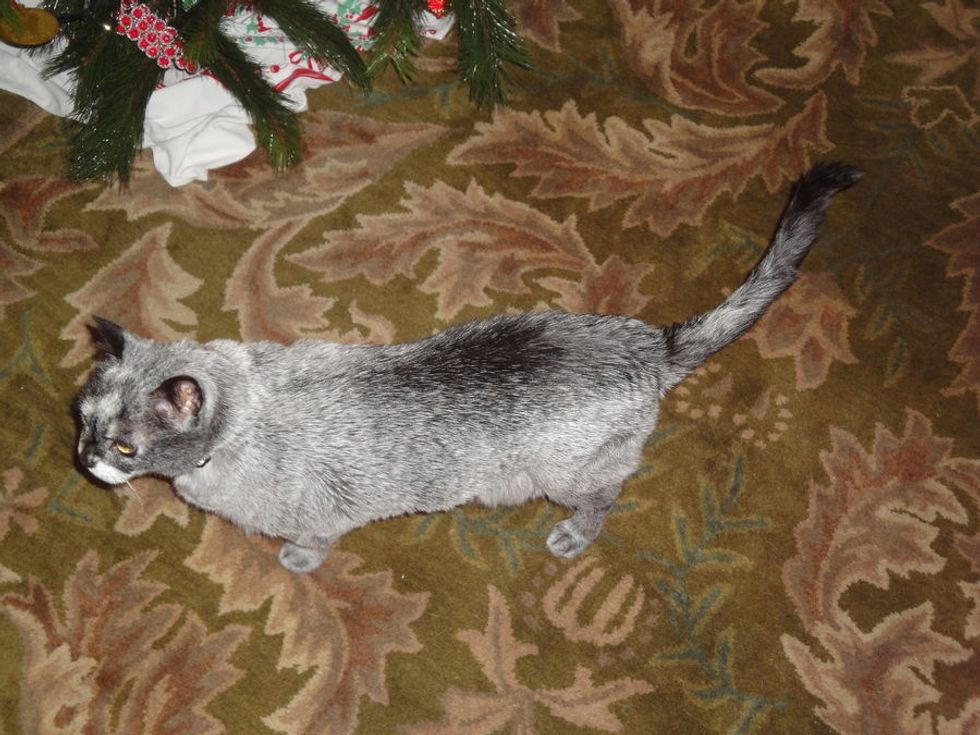 Cat's Markings Have Changed Drastically Over the Years - Love Meow