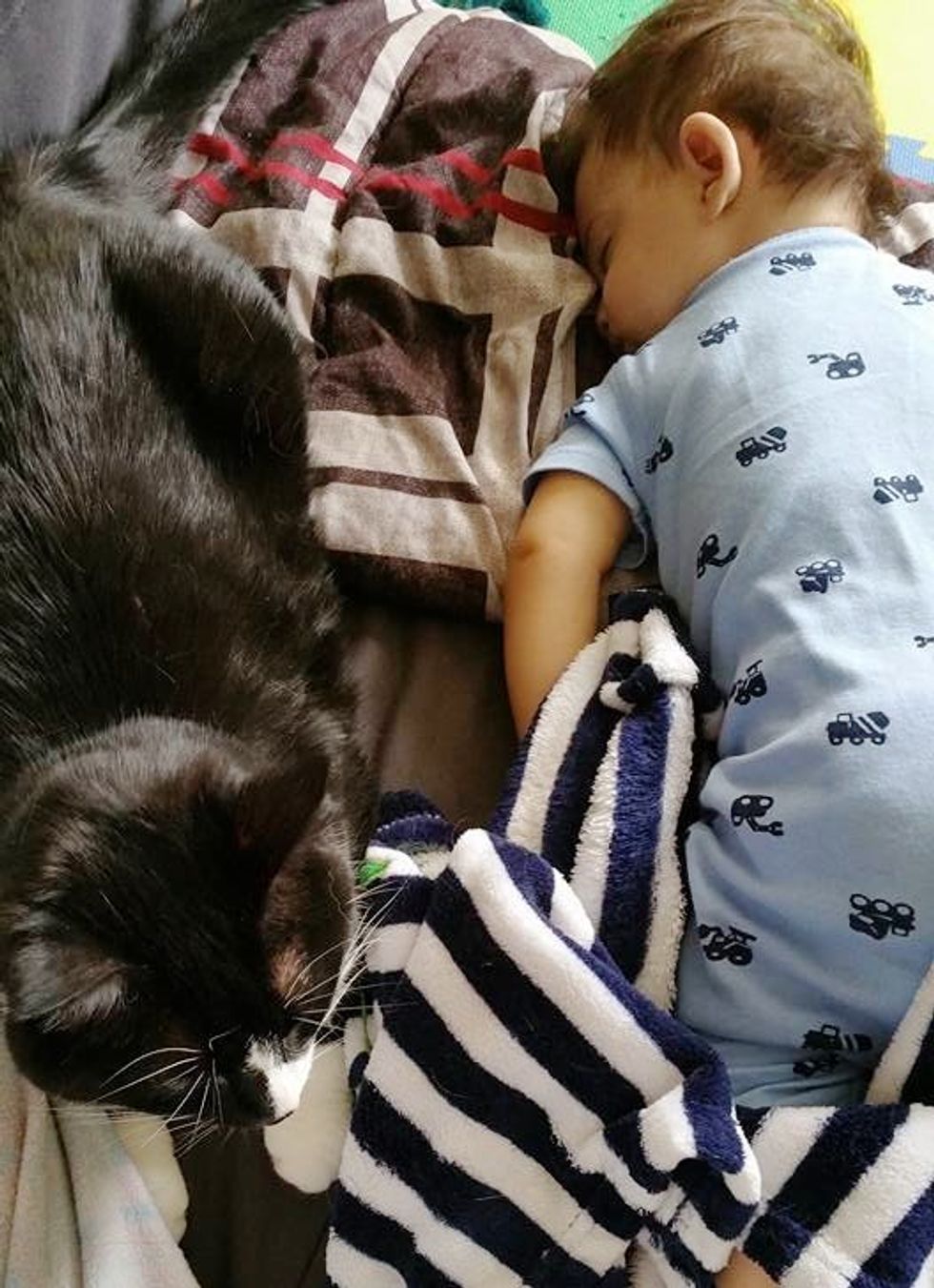 Cat Kept Baby Safe for 9 Months inside the Belly and Now Does the Same ...