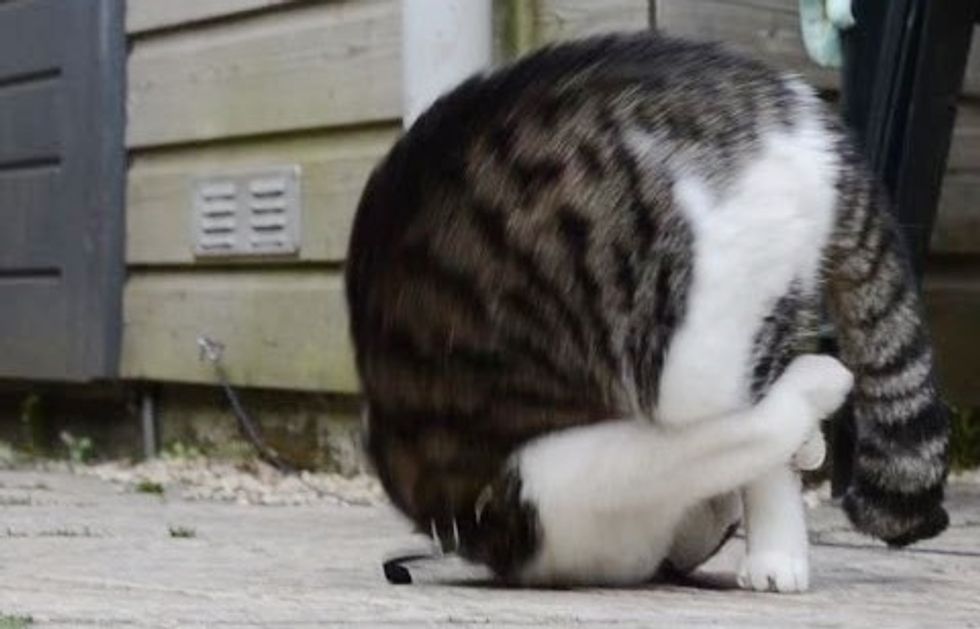 Cat Learns to Do Somersaults and Can't Stop Doing It - Love Meow