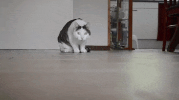 Cat Learns to Do Somersaults and Can't Stop Doing It - Love Meow